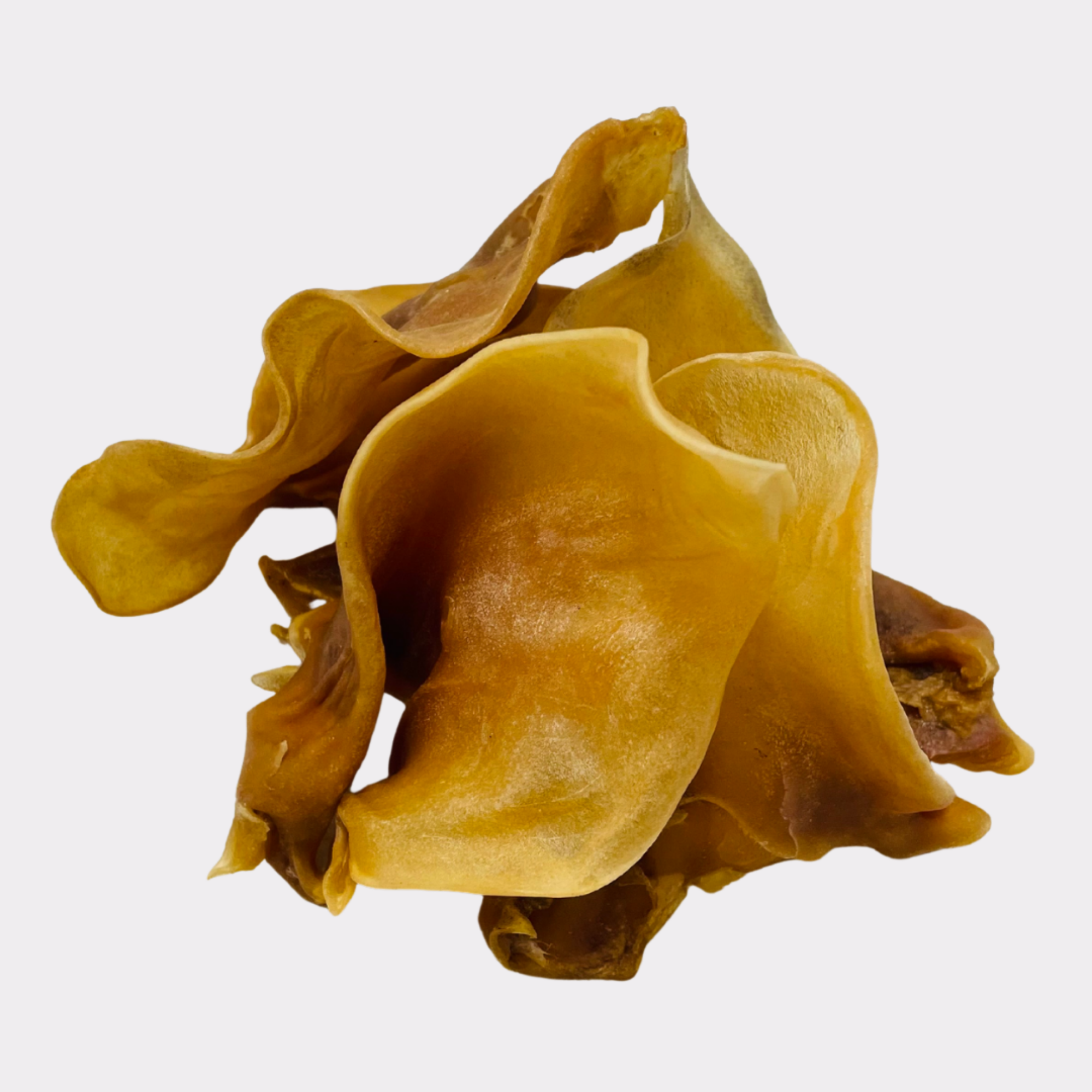 Cow Ear Flaps (25pcs & 100pcs) – CHERISH LEWIS